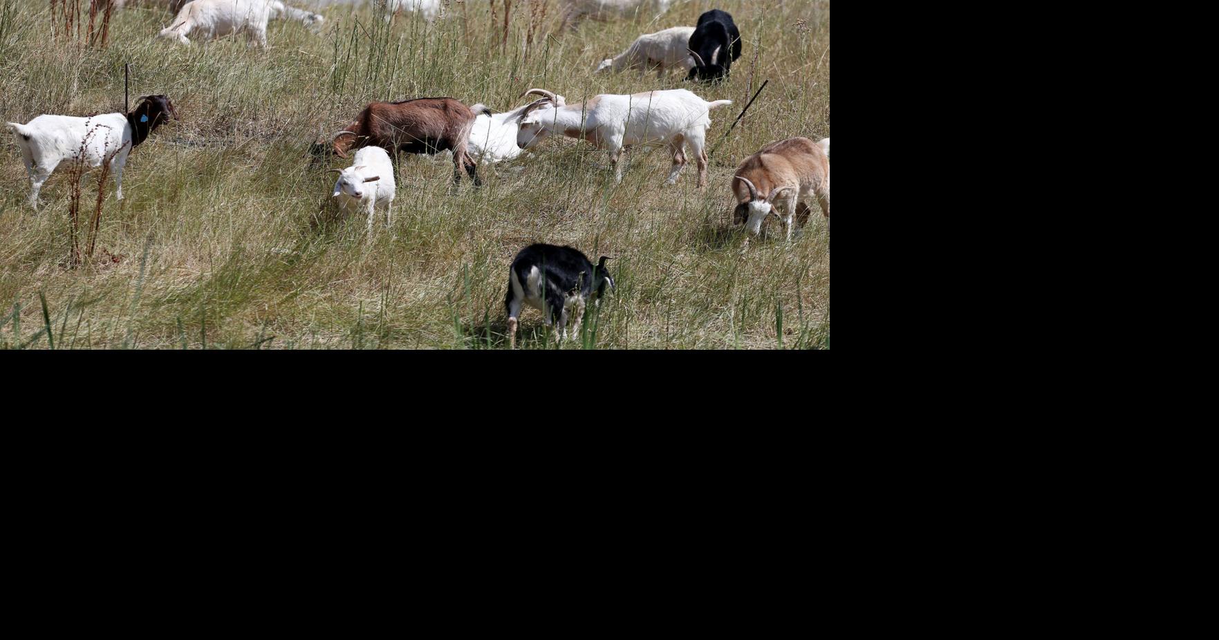 Hoofing around town: Rock Springs hires goats to clean up the land ...