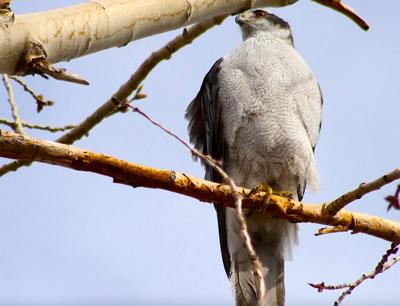 goshawk return norfolk