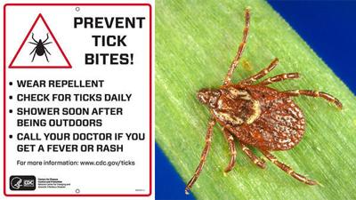 tick bite fever