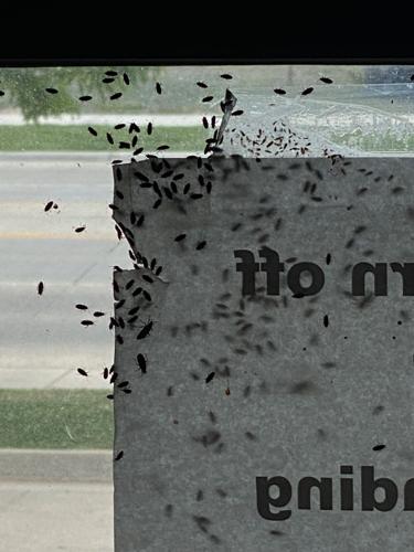 Downtown Cheyenne 'buggin' out,' as swarms of seed bugs appear ...