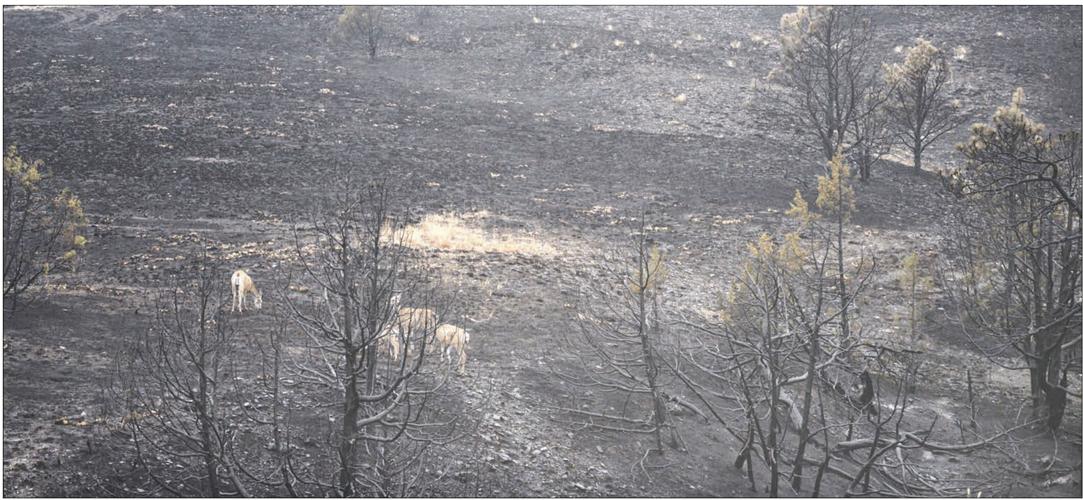 Wildlife, habitat may benefit from recent fire | Rocket Miner ...