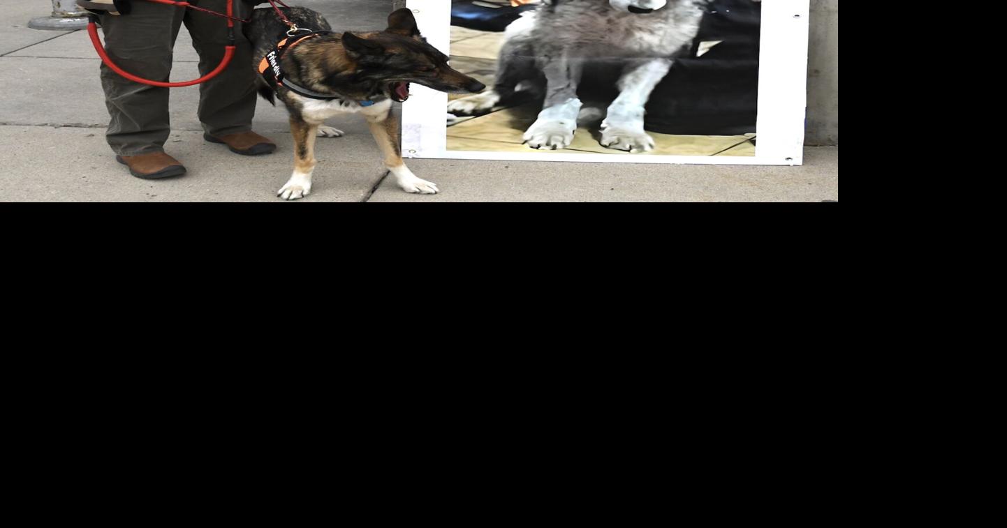Cody Roberts case proceeds as judge rules wolf’s treatment not covered ...
