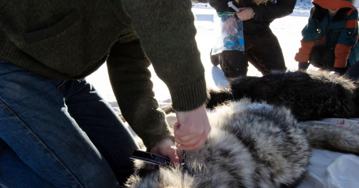 Capturing the hidden moments of Wyoming wildlife management | Local ...