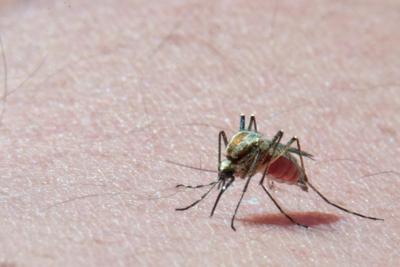 Cheyenne, Laramie County continue pest control against West Nile-carrying mosquitoes | Local ...