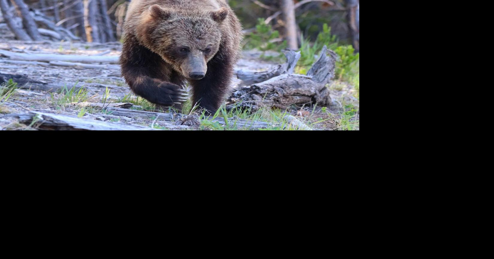 Grizzly legislation claws forward | Local News | wyomingnews.com