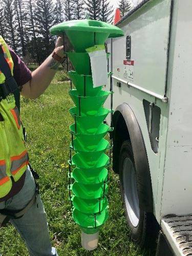 Urban Forestry to place Emerald Ash Borer traps in city parks ...