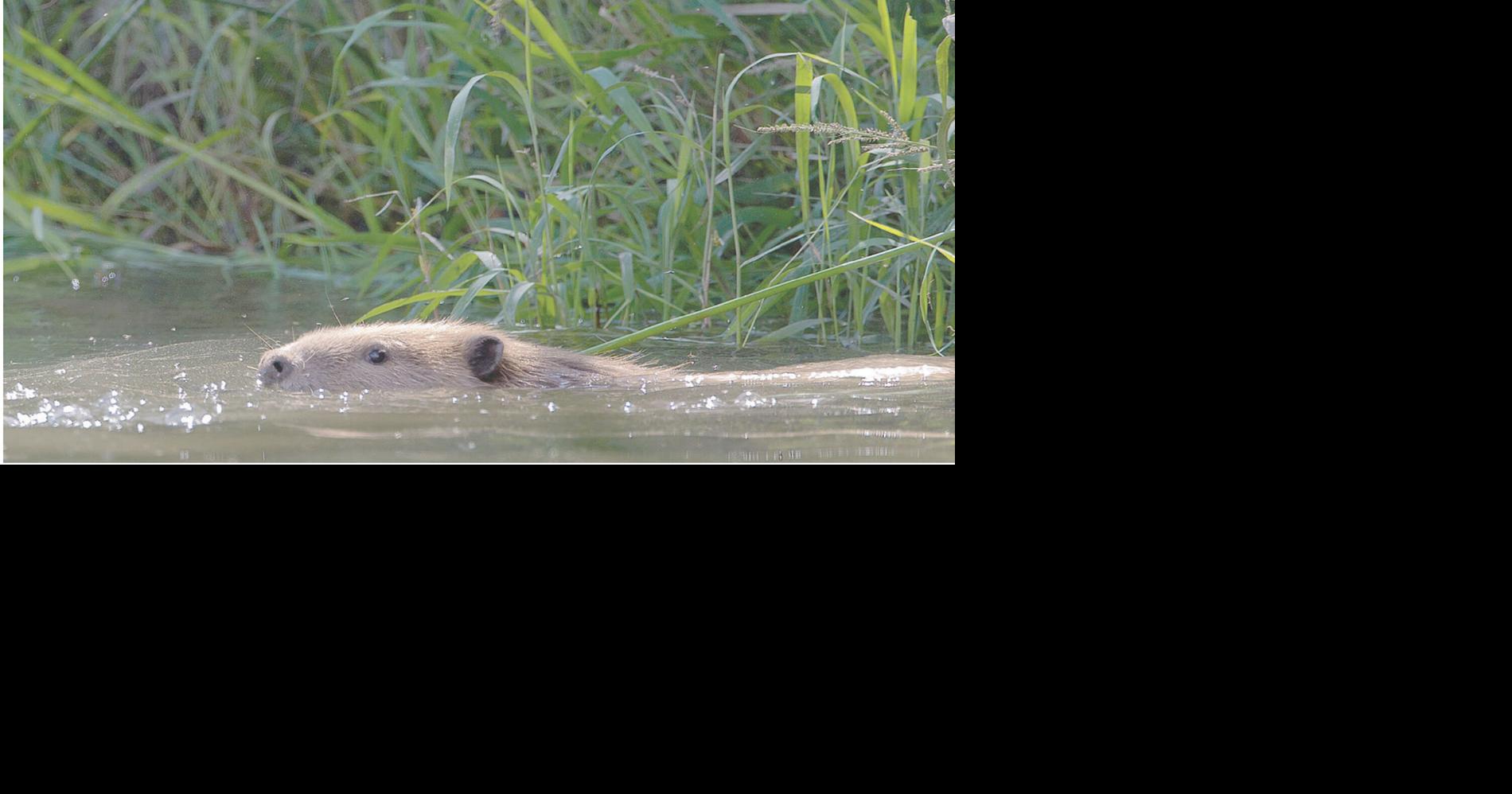 Leave it to beavers: Restoring beaver populations helps our environment ...