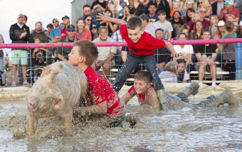 Pig Wrestling | Gallery | wyomingnews.com