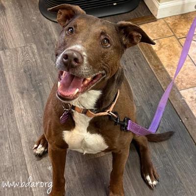 Black Dog Animal Rescue holding Presidents Day adoption drive | Local ...