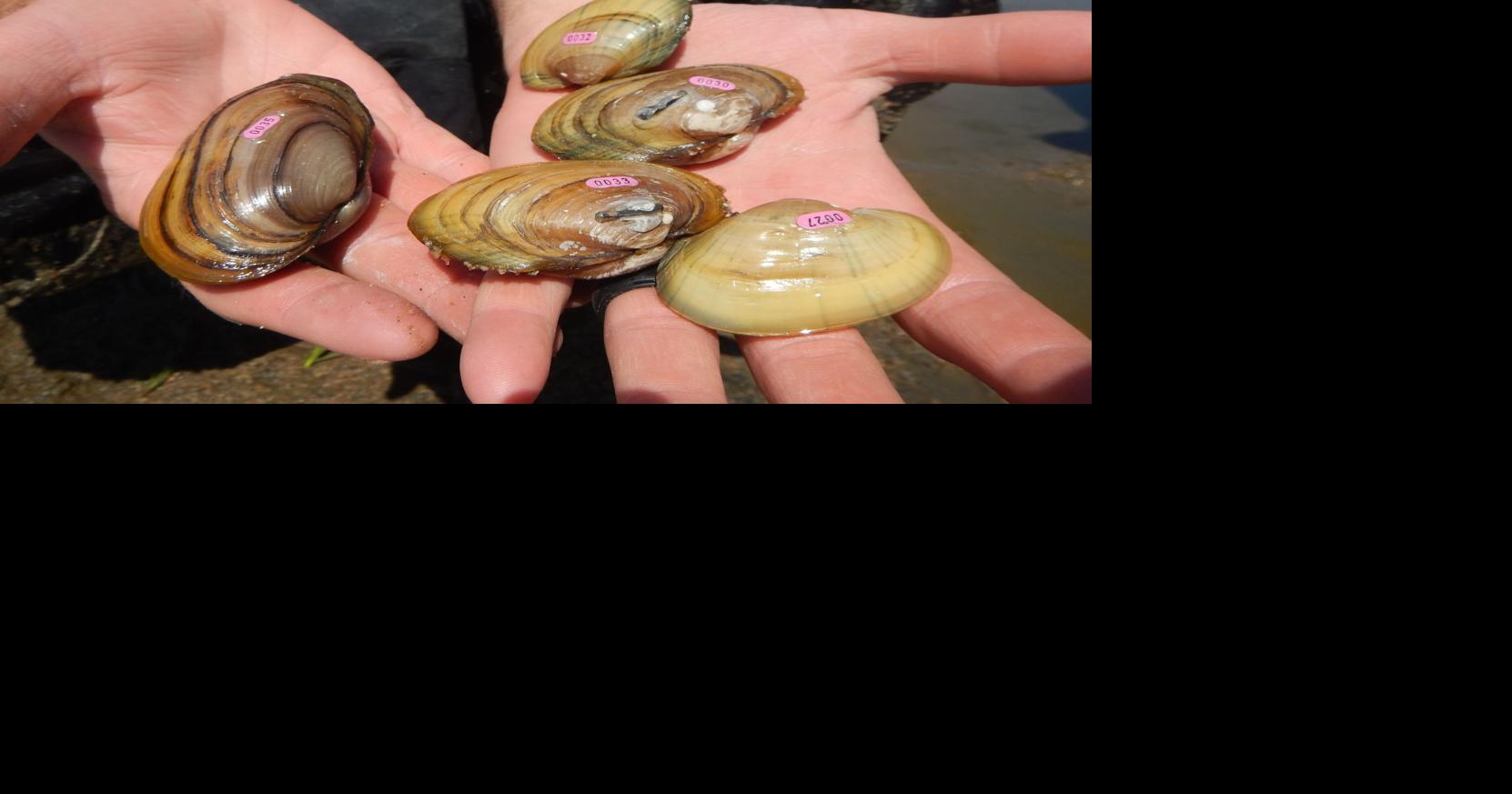 Game and Fish reintroduces native mussels | Outdoors | wyomingnews.com
