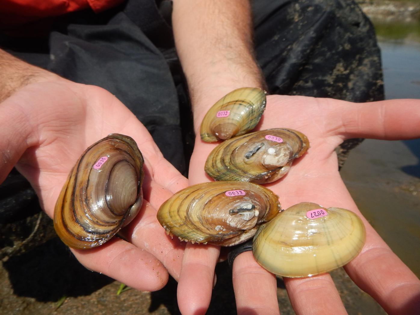 Game and Fish reintroduces native mussels | Outdoors | wyomingnews.com