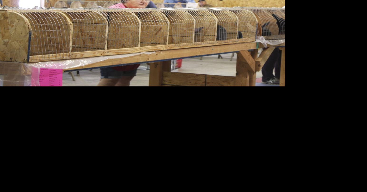 Albany County Fair hosts American Rabbit Breeders Association Open Rabbit Show | News ...