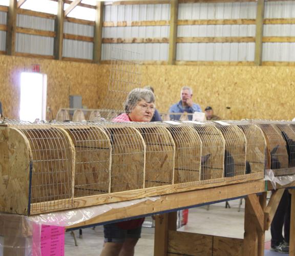 Albany County Fair hosts American Rabbit Breeders Association Open ...