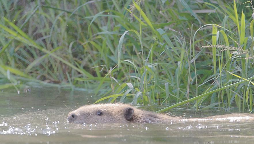 Restoring beaver populations helps the environment | News | wyomingnews.com