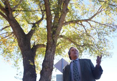City hall cottonwood tree may get reprieve after Laybourn’s protest ...