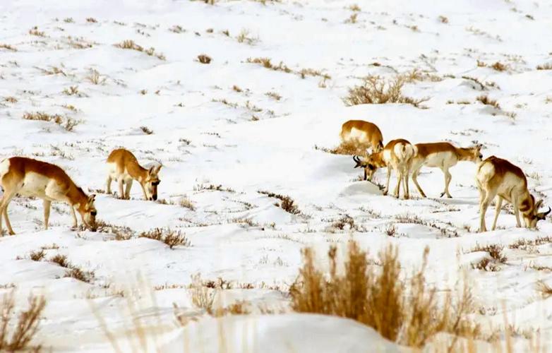 pronghorn herd