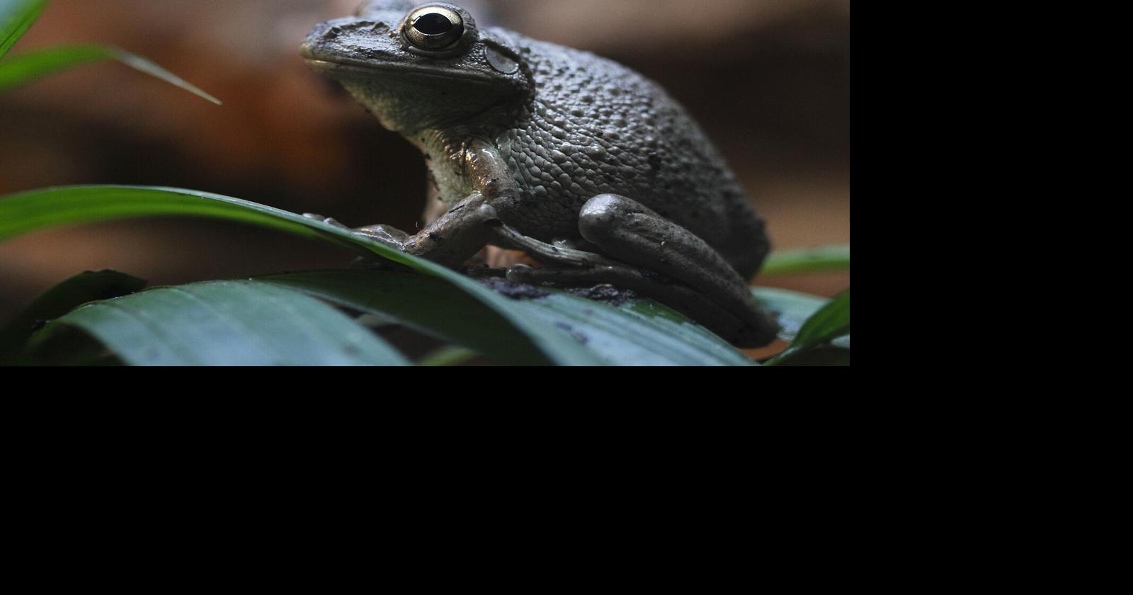 Invasive, carnivorous frogs are now breeding in Georgia, biologists say ...