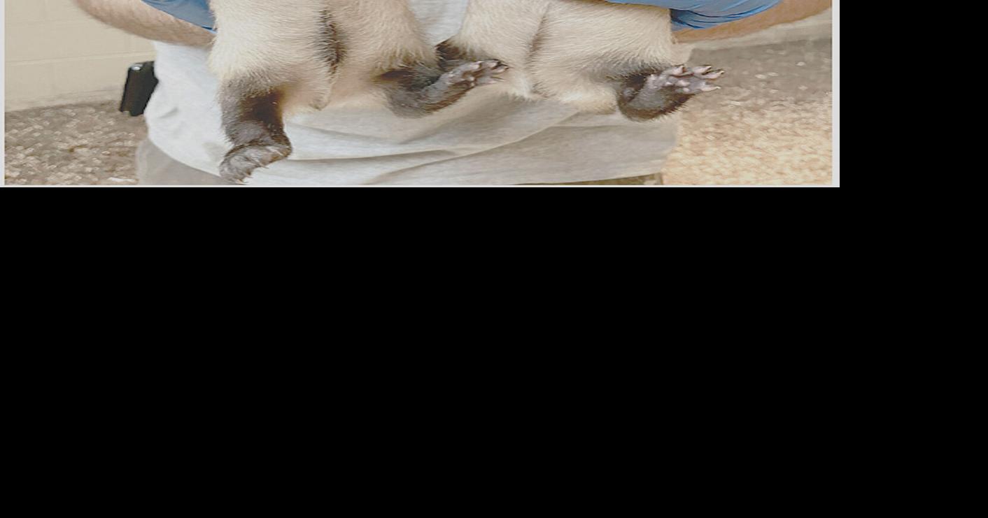 Cloning of endangered ferrets moving fast, making history | News ...