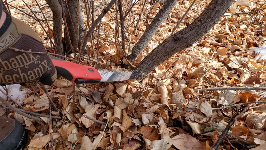 Horticulturist explains best shrub pruning practices | Outdoors ...
