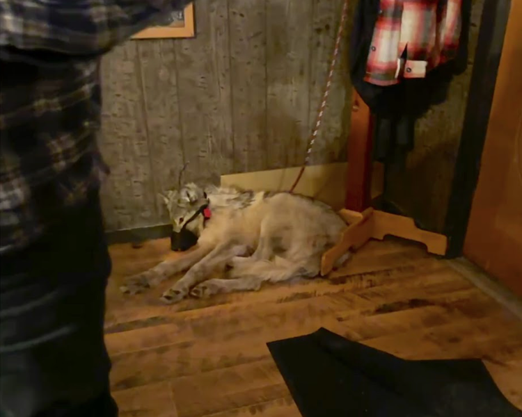 Video corroborates key aspects of Wyoming wolf abuse allegations ...