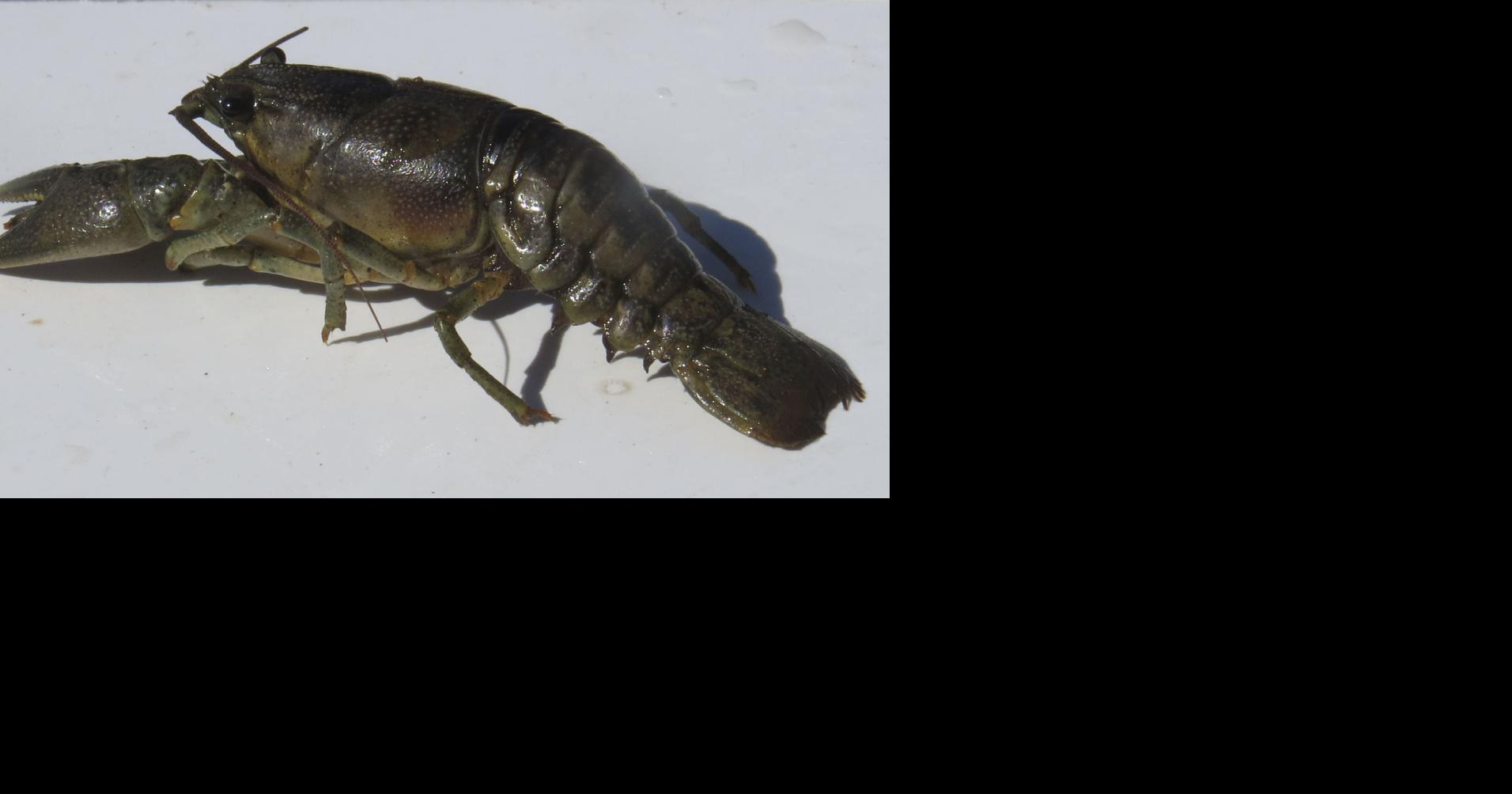 Rusty Crayfish Invasive Species