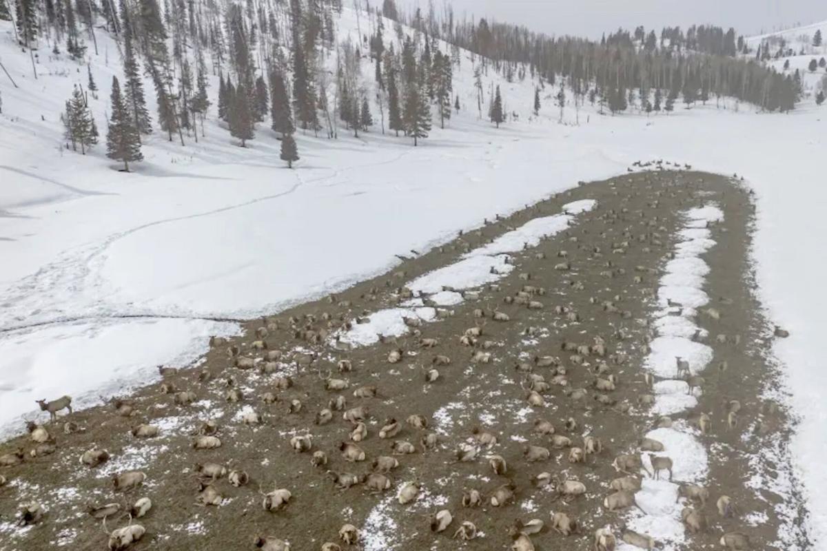 Summer elk deaths stoke CWD worries at onset of ‘important’ winter for ...