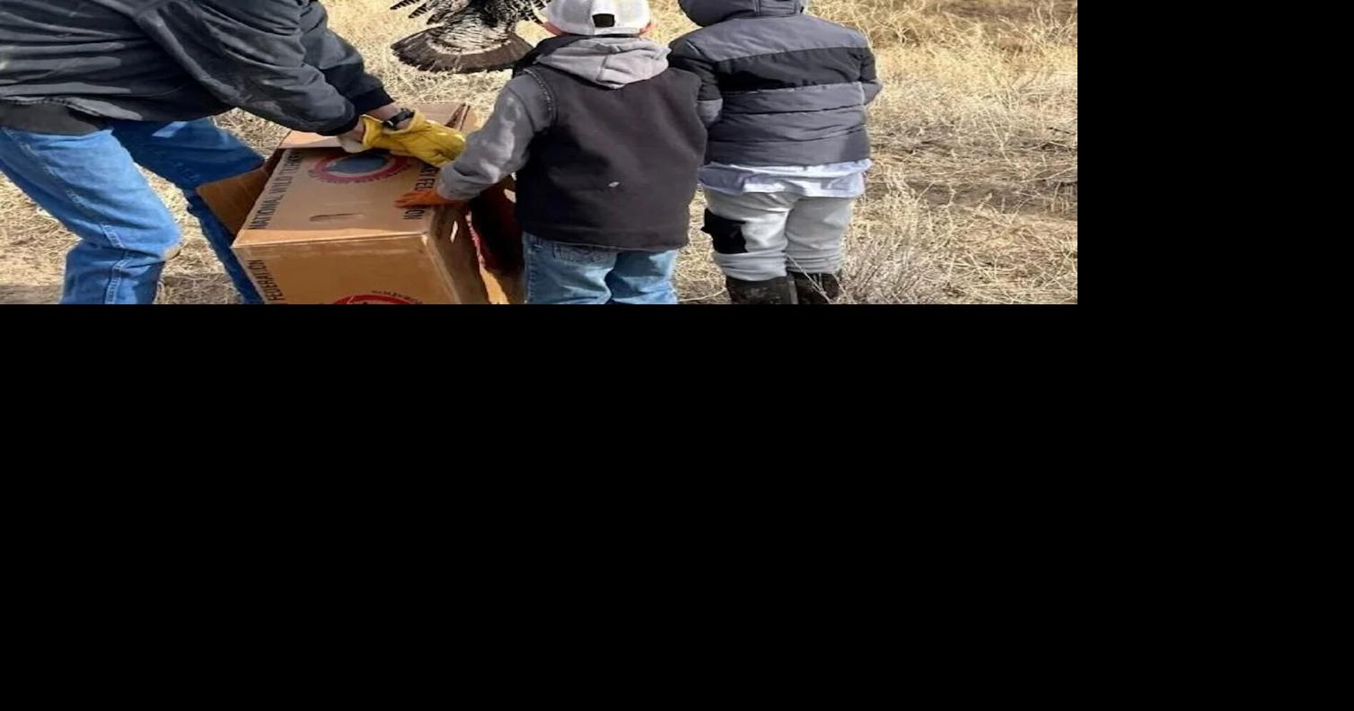 Casper’s turkeys trapped and turned loose in new rural habitat | Local ...