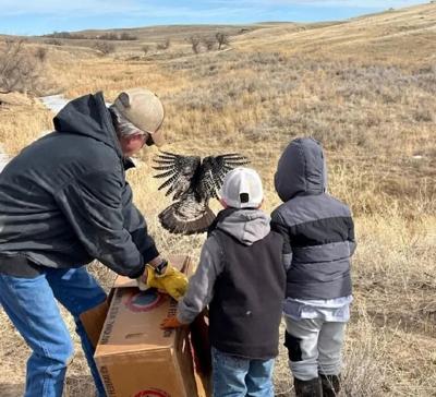 Casper’s turkeys trapped and turned loose in new rural habitat | Local ...