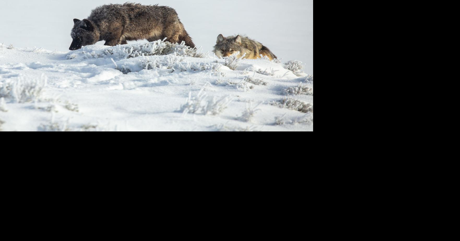 House votes to strip protections for gray wolves | Rawlins Times ...