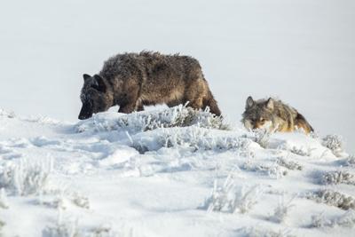 House votes to strip protections for gray wolves | Rawlins Times ...