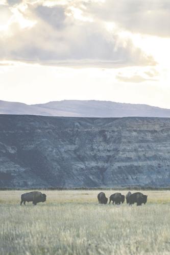Initiative brings buffalo back | News | wyomingnews.com