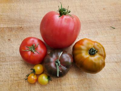 Garden gossip: Tomato talk: pick the right variety for Cheyenne for ...