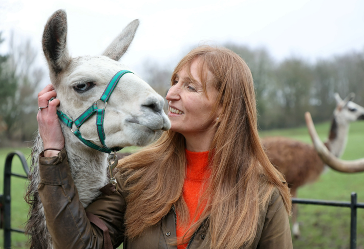 Crime-fighting llamas corner thief until cops arrive | National ...