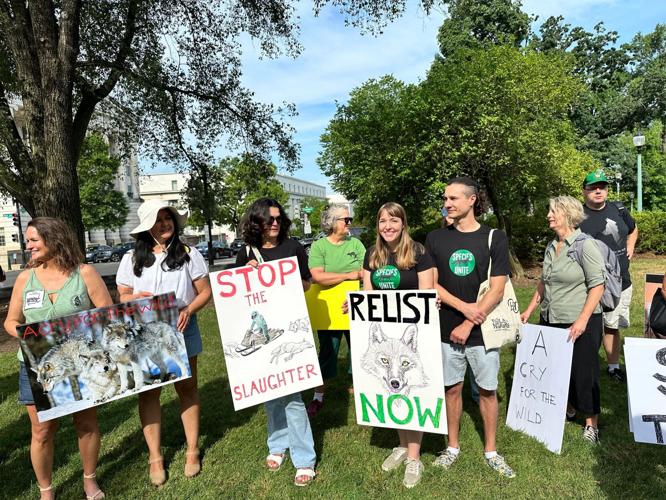 Wyoming wolf torment case catalyzes pack of activists calling for ...