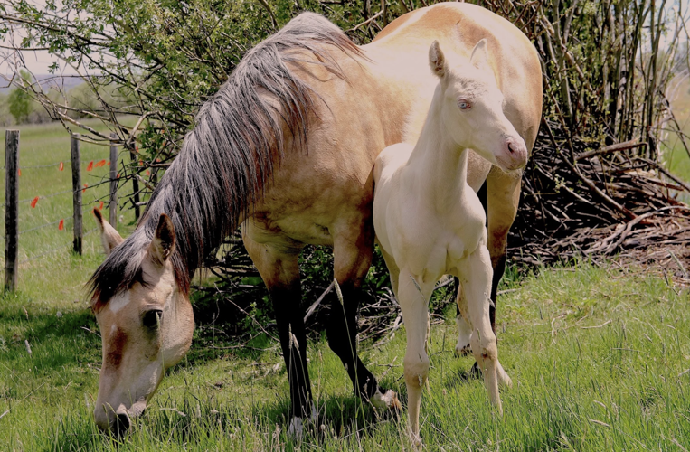 Cream of the crop: a cremello foal is born in Wyoming | State | wyomingnews.com
