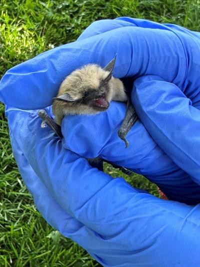 Cheyenne Audubon program to take a peek at bats | Local News ...
