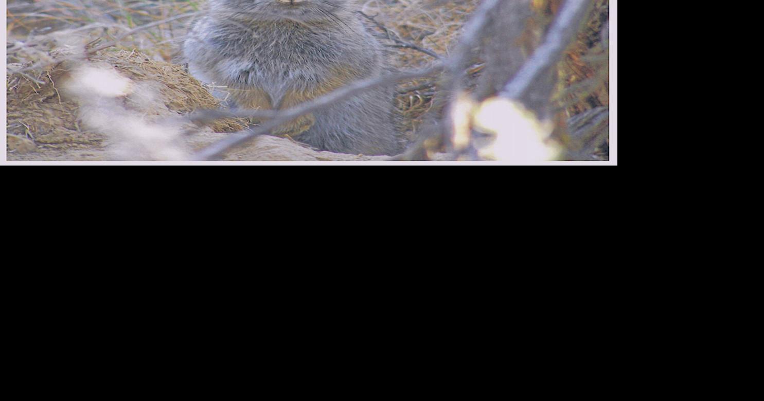 Groups seek endangered status for pygmy rabbits | Local News ...