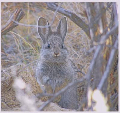 Groups seek endangered status for pygmy rabbits | Local News ...