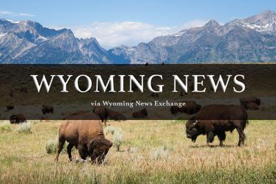 Returning 'relatives': Yellowstone sends more buffalo to tribes, less ...