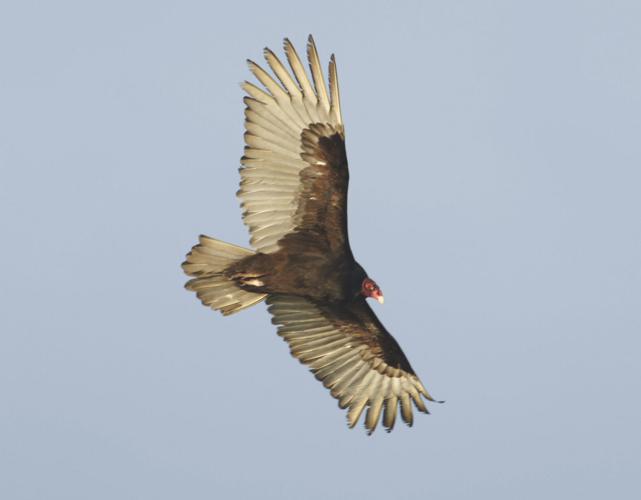 Keeping an eye out for turkey vultures | News | wyomingnews.com