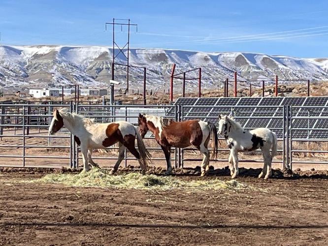 Emotions over McCullough Peaks wild horse gather boil over | News ...