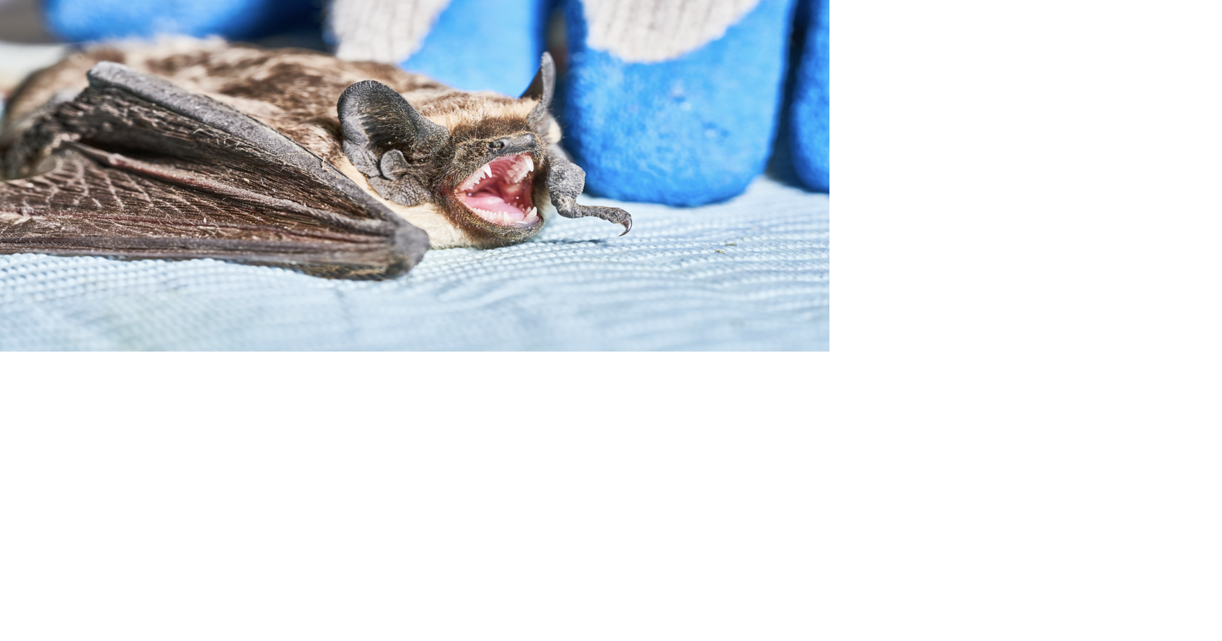 Rabies confirmed in wild bat for first time since 2007 | Agribusiness ...