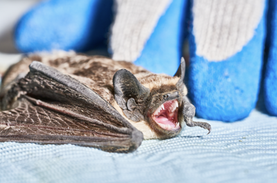 Rabies confirmed in wild bat for first time since 2007 | Agribusiness ...