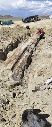 Unearthing history: Couple unearths 60-million-year-old tree east of ...