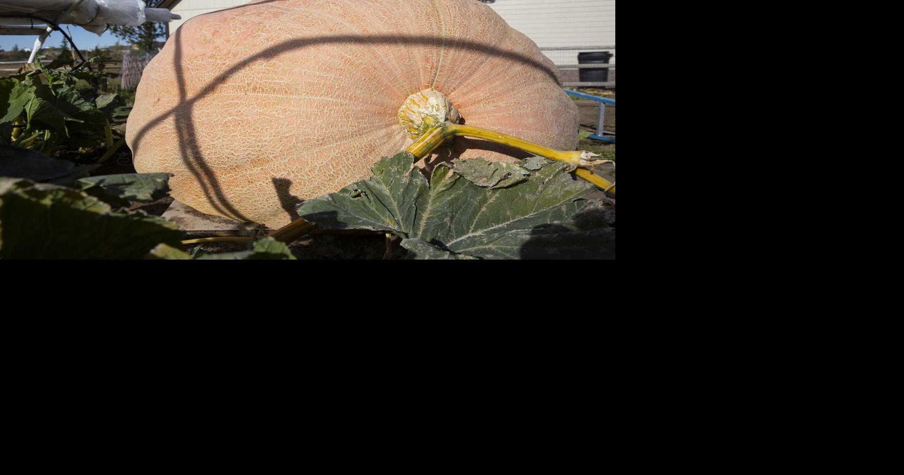 How to transport a giant pumpkin | Gallery | wyomingnews.com