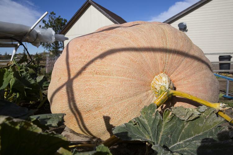 How to transport a giant pumpkin | Gallery | wyomingnews.com