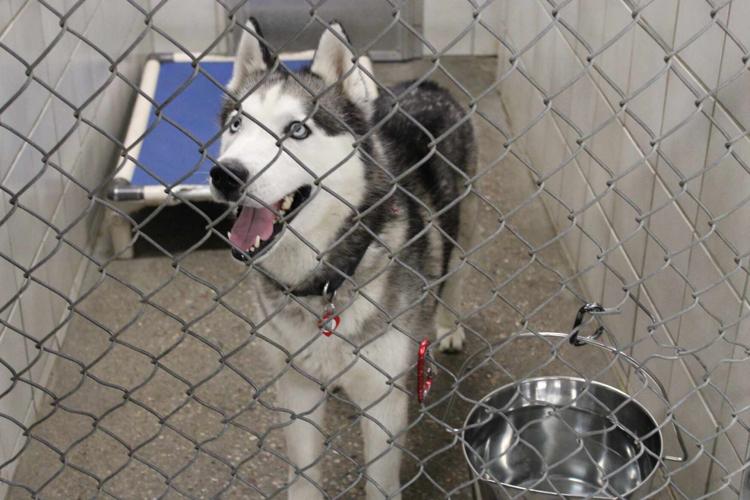 ‘We’re just stuck’: Surrendered pets, strays overwhelm Rock Springs Animal Control | Rocket ...