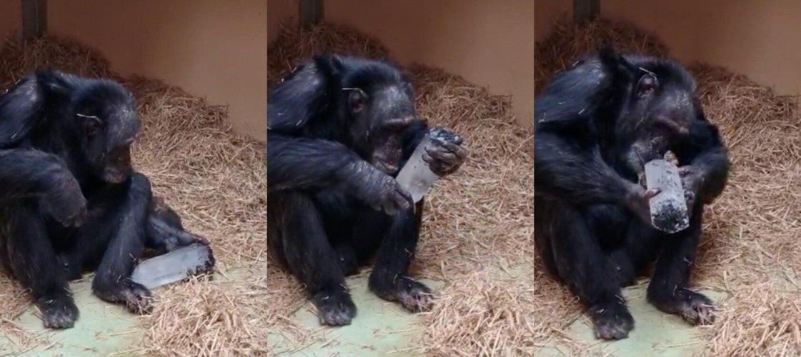 Chimp love for crystals may explain shiny stones’ allure to early ...