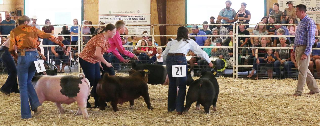 Looking good: 4-H swine showmanship tests focus at Albany County Fair ...
