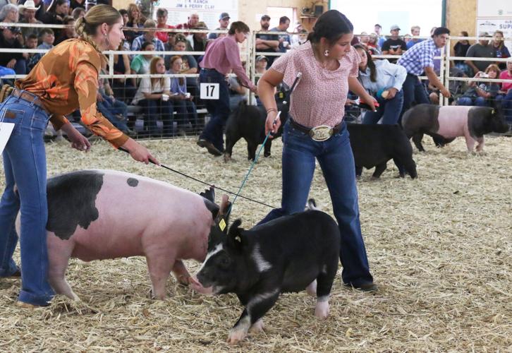 Looking good: 4-H swine showmanship tests focus at Albany County Fair ...